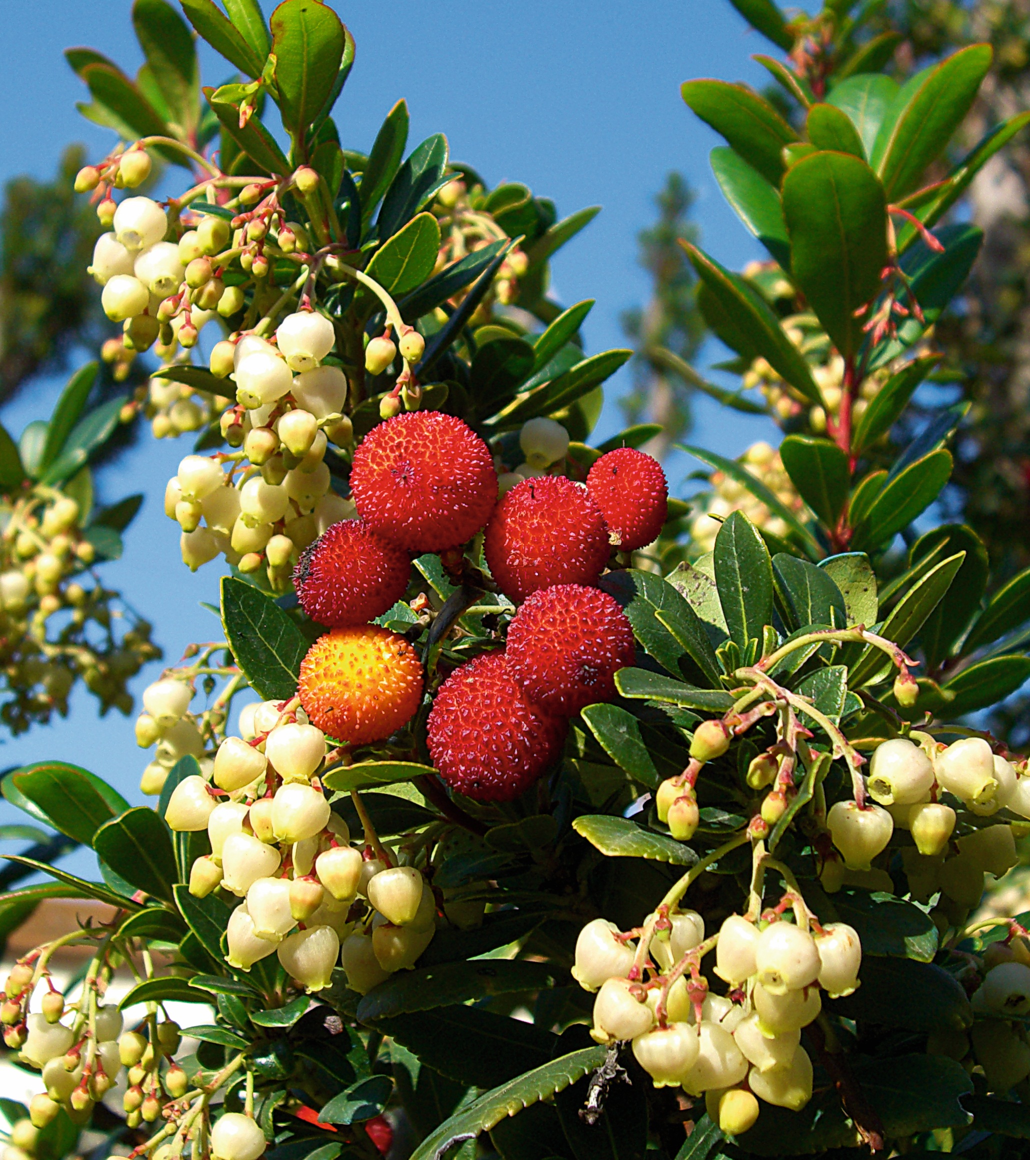 Arbutus Unedo – Arbousier – Pépinières Ruiz
