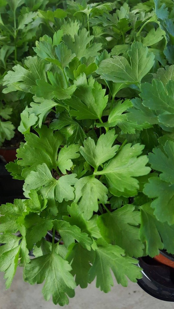 PERSIL frisé – Pépinières Ruiz